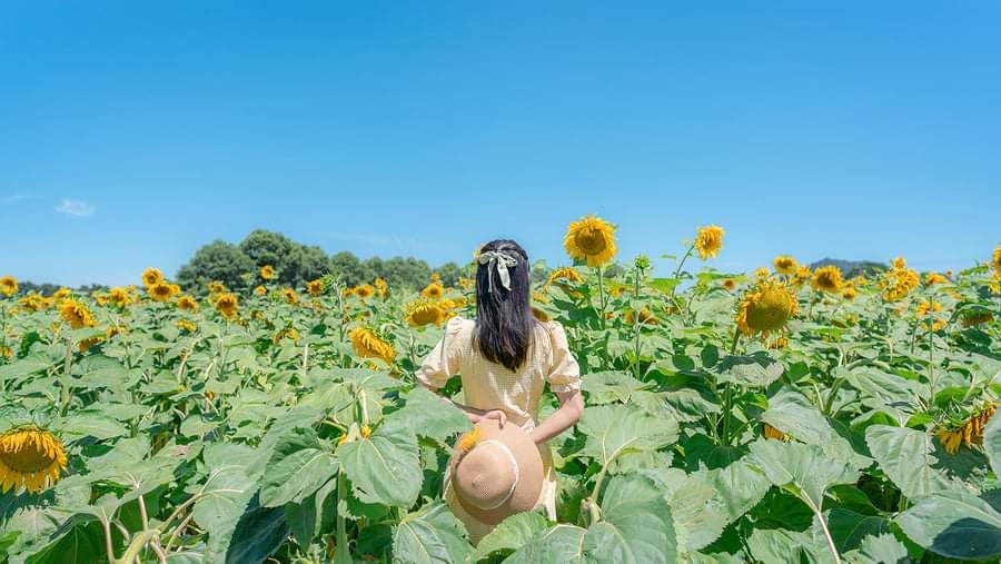 Sunflower Farm In The Philippines | Best Flower Site